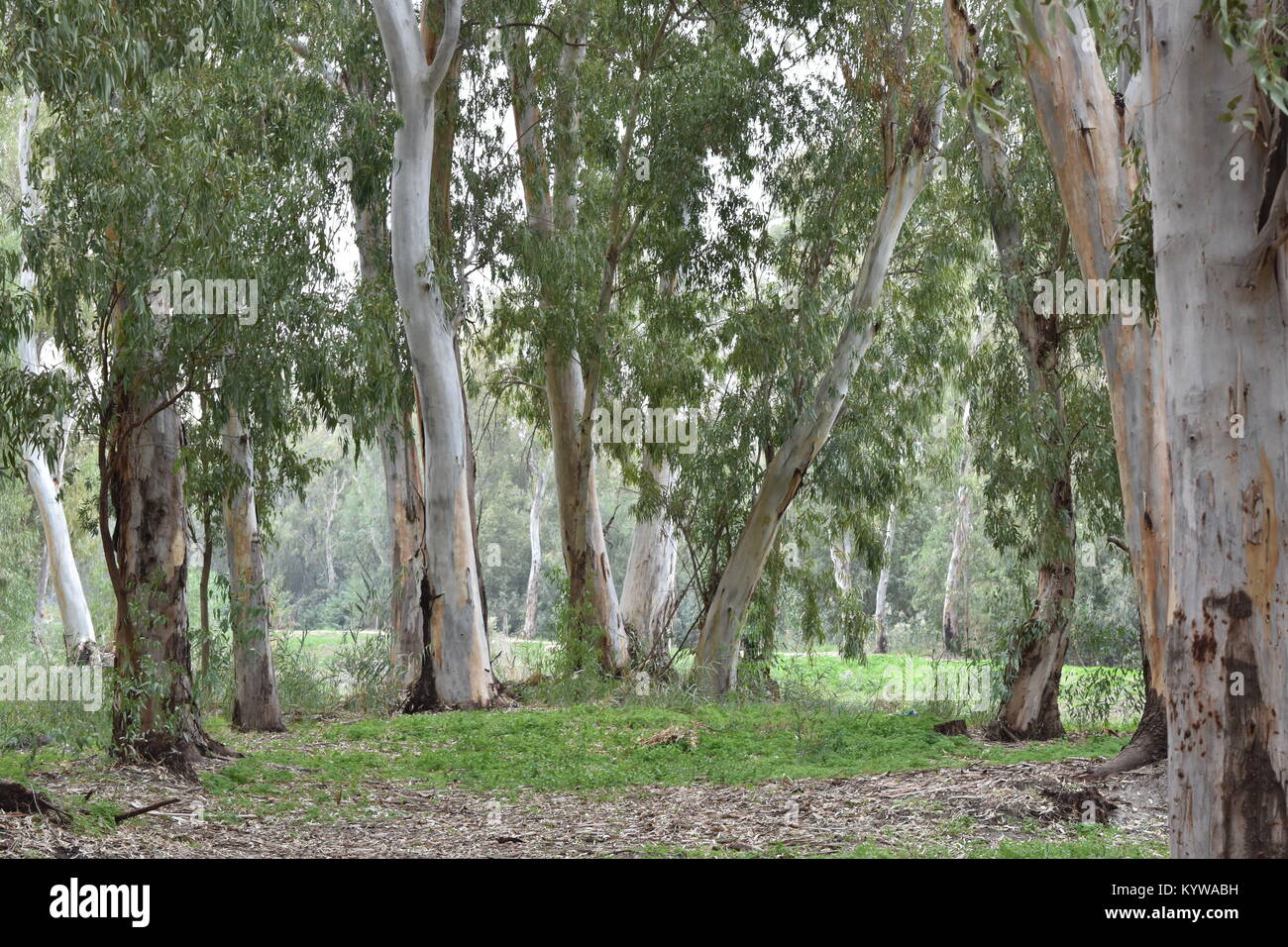A beautiful grove Stock Photo - Alamy