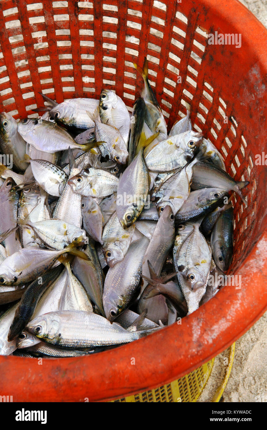 fishes - Cha-Am - Thailand Stock Photo - Alamy