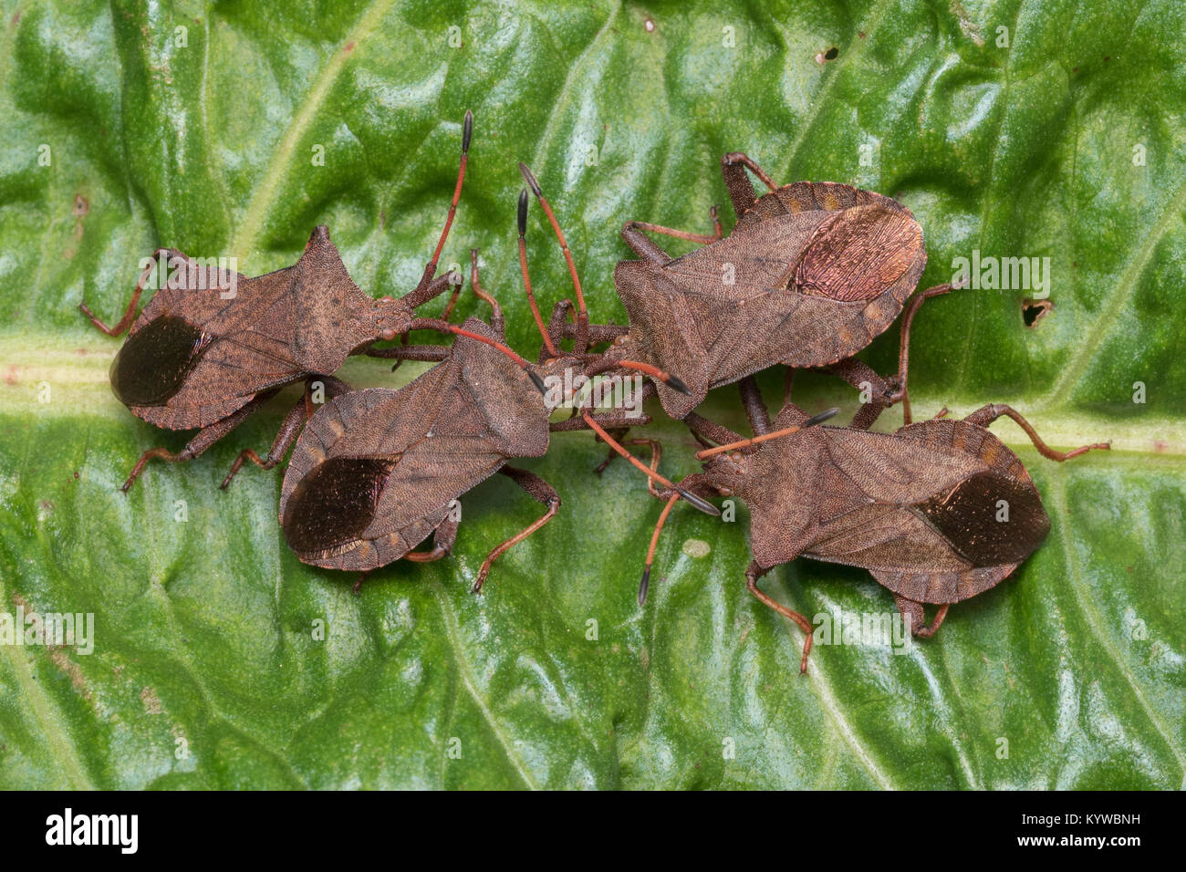 Dock leaf hi-res stock photography and images - Alamy