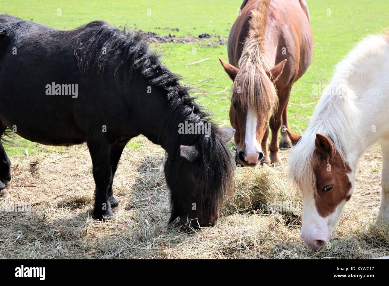 Three horse eating hay in a green field Stock Photo - Alamy