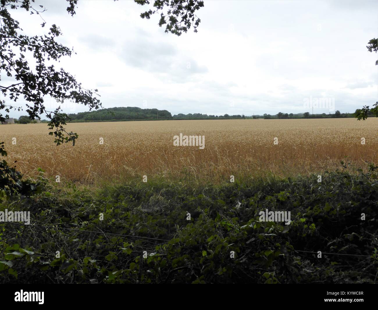 Sheaf of corn wheat grain hi-res stock photography and images - Alamy