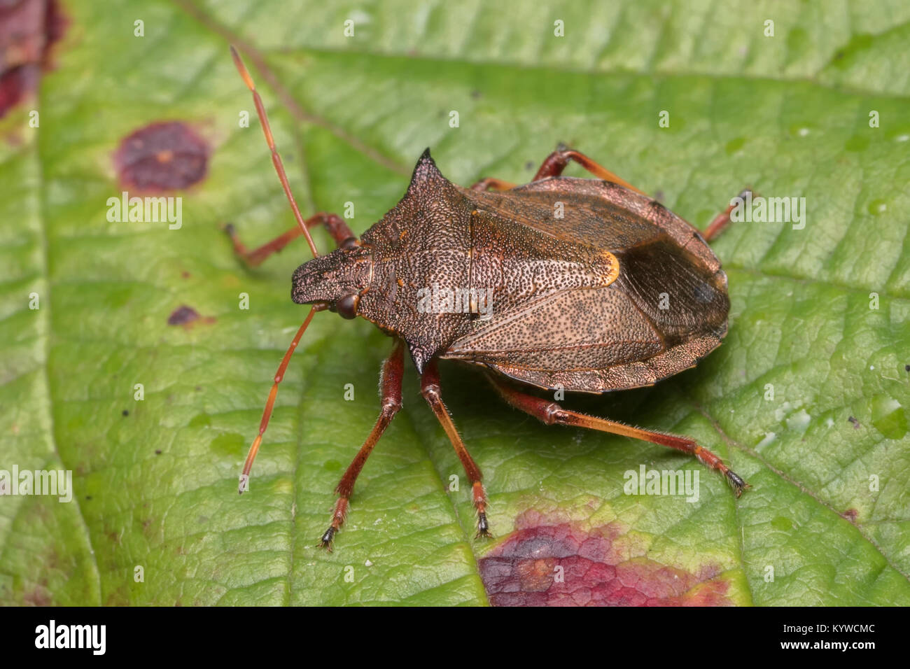 Spiked Shieldbug (Picromerus bidens) resting on a bramble leaf. Cabragh ...