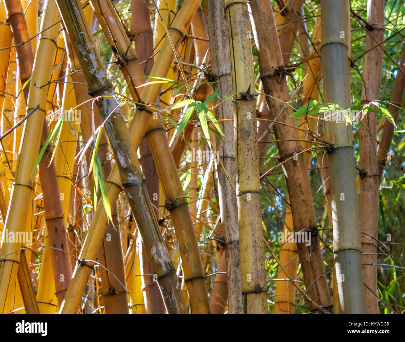 Grove of bamboo hi-res stock photography and images - Alamy