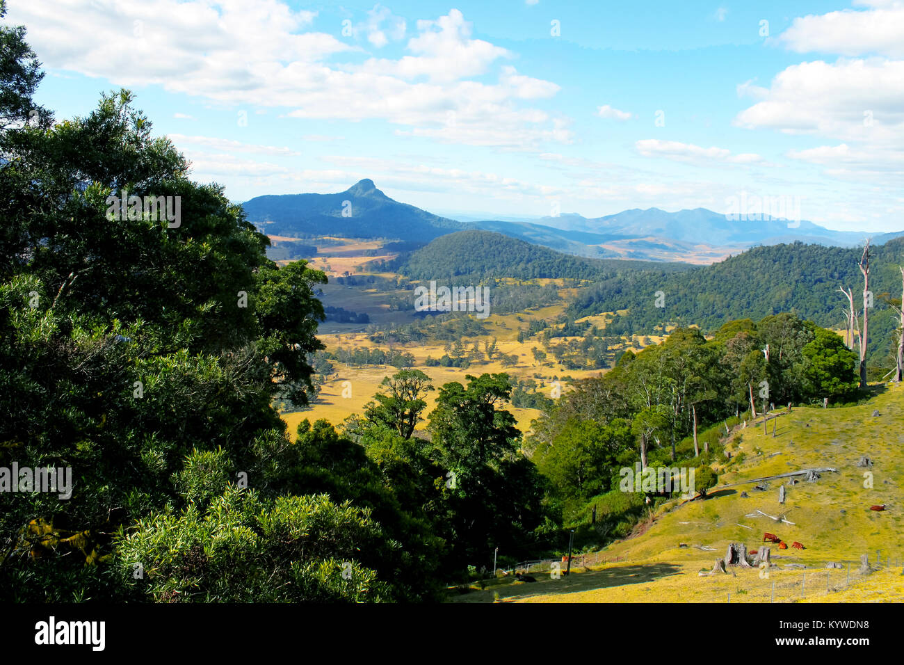 Australian Hinterlands With blue Mountians in the distance and Cattle ...