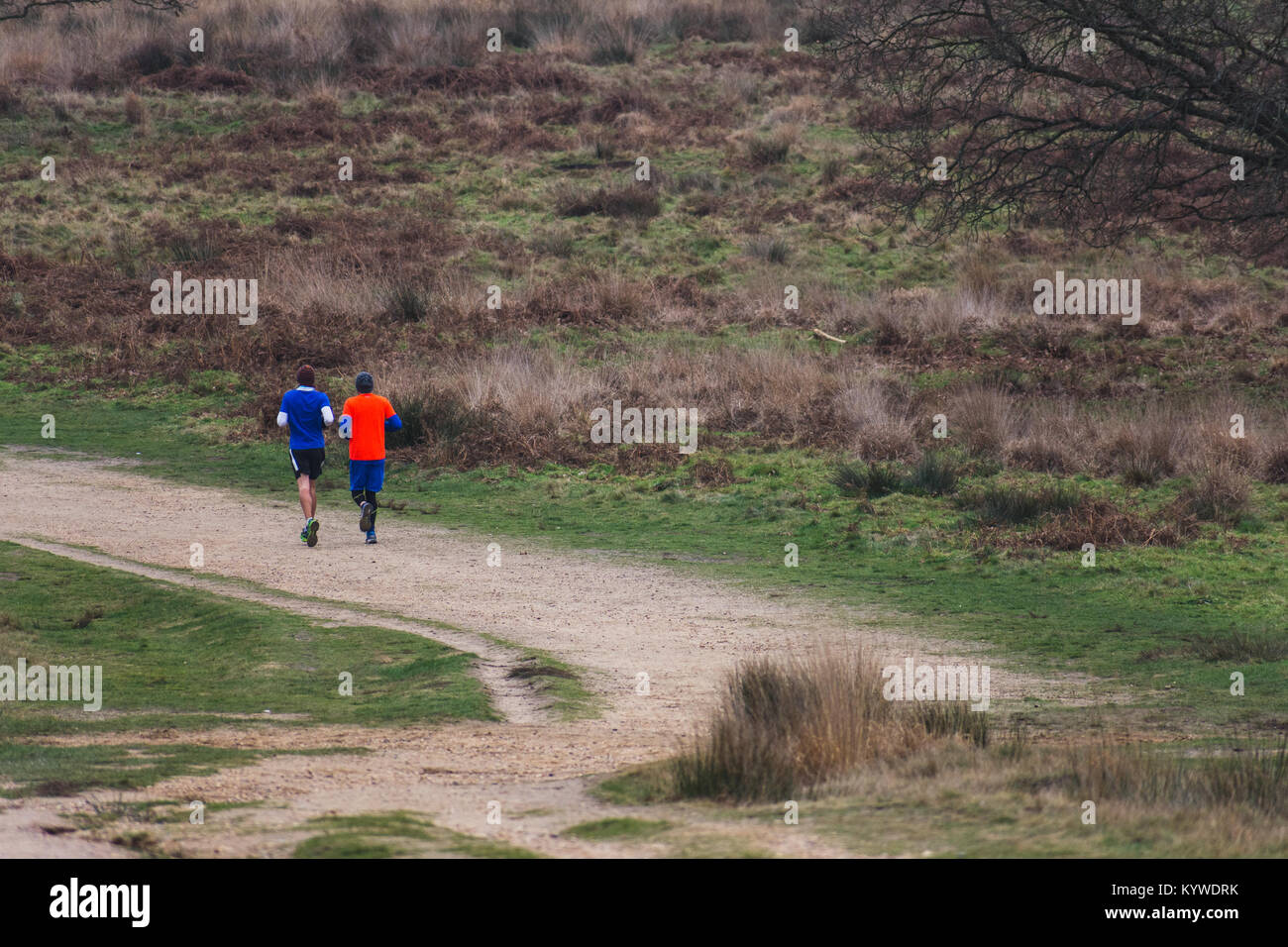Two male runners running on a trail in Richmond Park Stock Photo - Alamy
