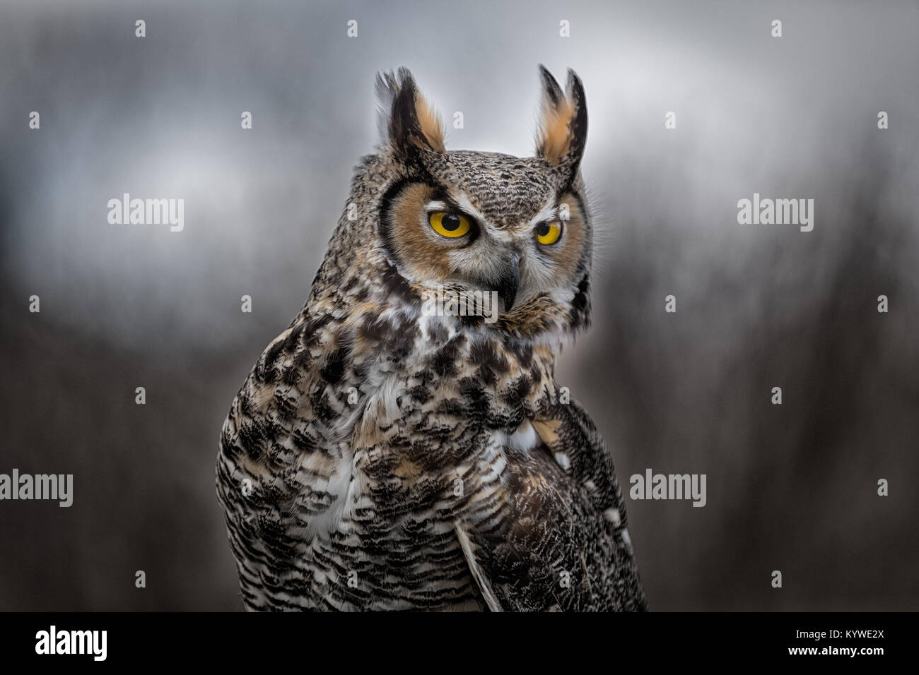Owl bird head eye side profile hi-res stock photography and images - Alamy