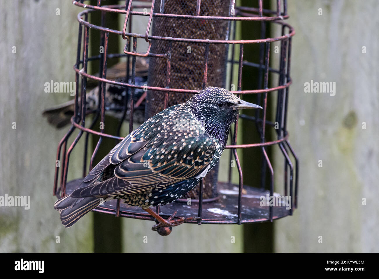 A Starling (Sturnus vulgaris) hanging on to a bird feeder as it swings ...