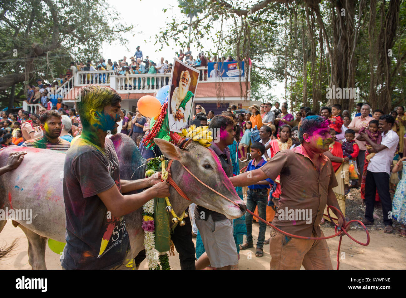 Pongal Harvest Festival Cow High Resolution Stock Photography and ...