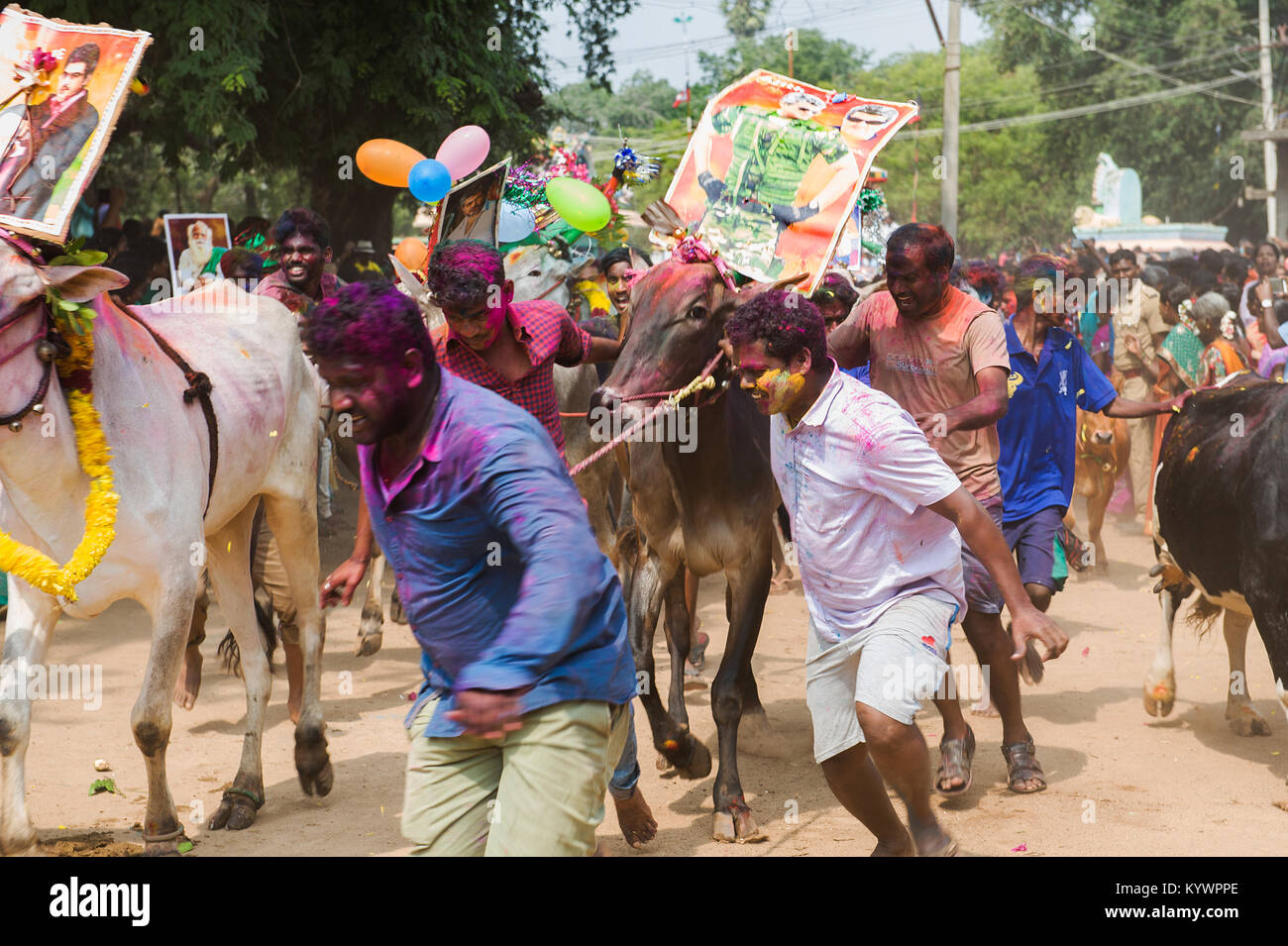Pongal Cow Stock Photos & Pongal Cow Stock Images - Alamy