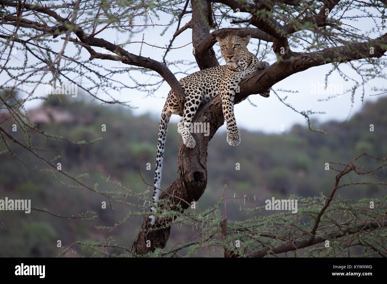 Leopard lounging in an acacia tree in Africa Stock Photo - Alamy