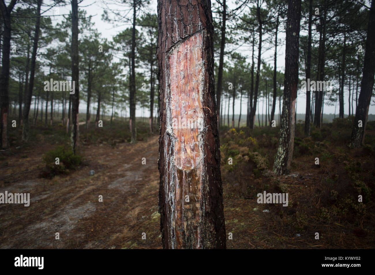 Raw sap hi-res stock photography and images - Alamy