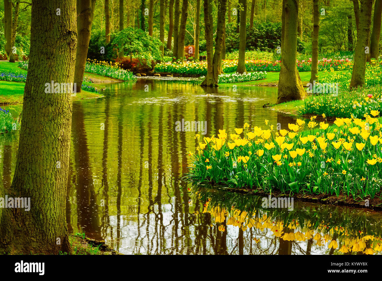 Keukenhof forest hi-res stock photography and images - Alamy