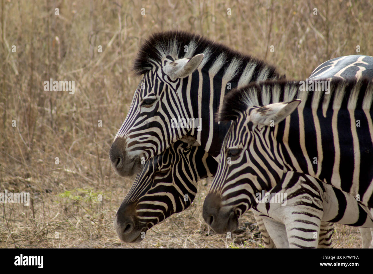 A trio of zebras in Foundiougne, Senegal Stock Photo - Alamy