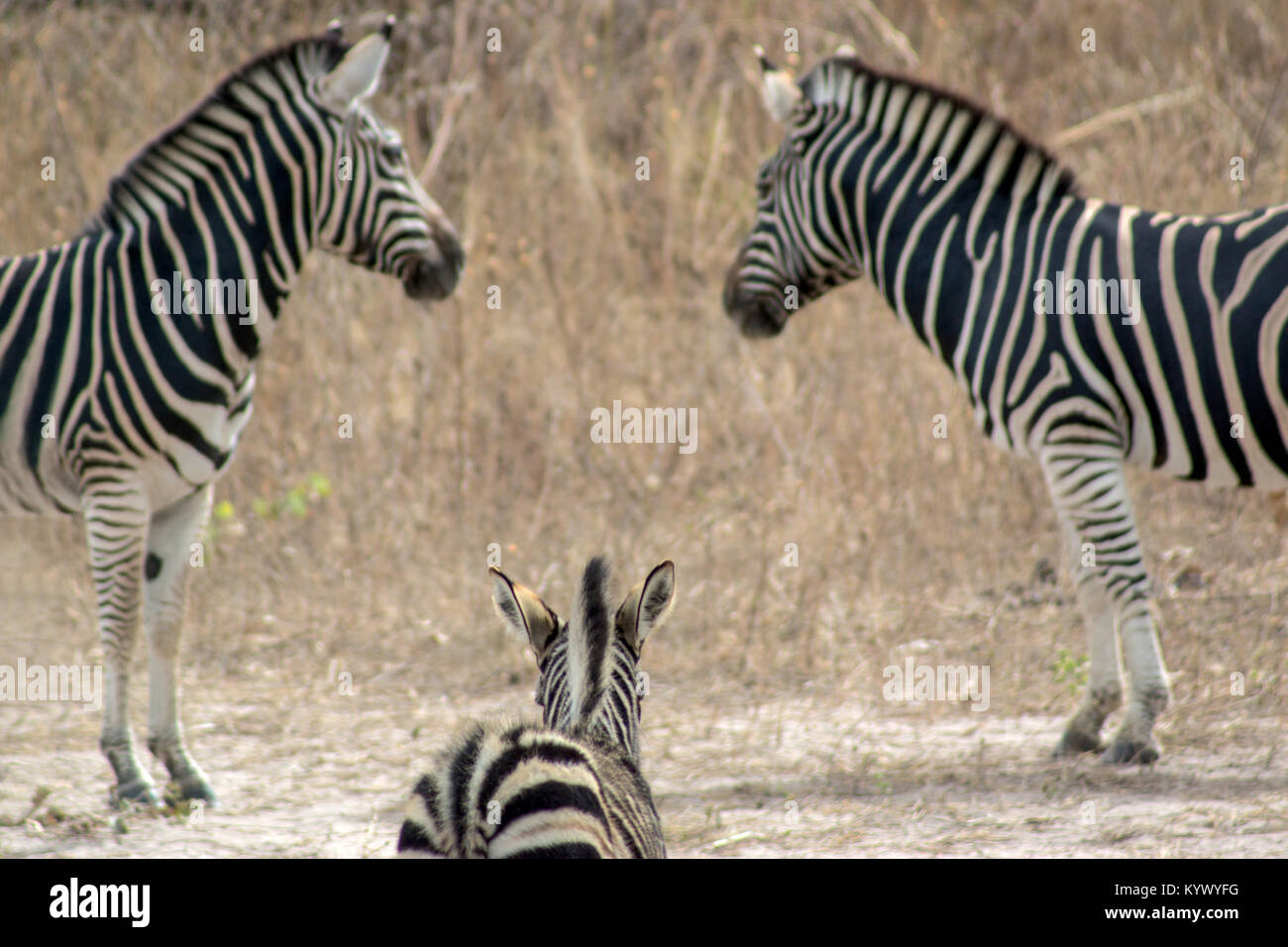 A family of zebras in Foundiougne, Senegal Stock Photo - Alamy