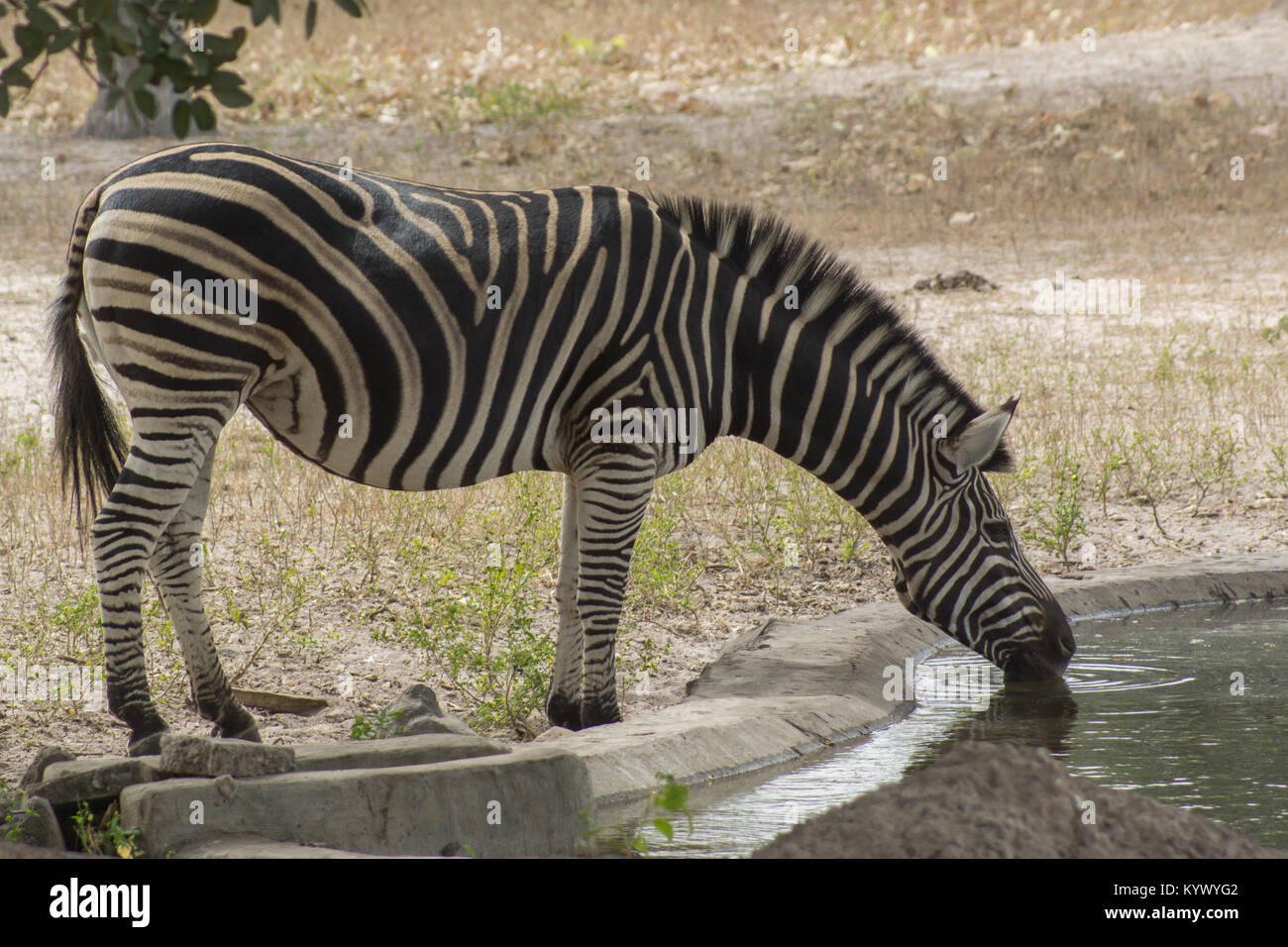 A zebra drinks from a pool in Foundiougne, Senegal Stock Photo - Alamy