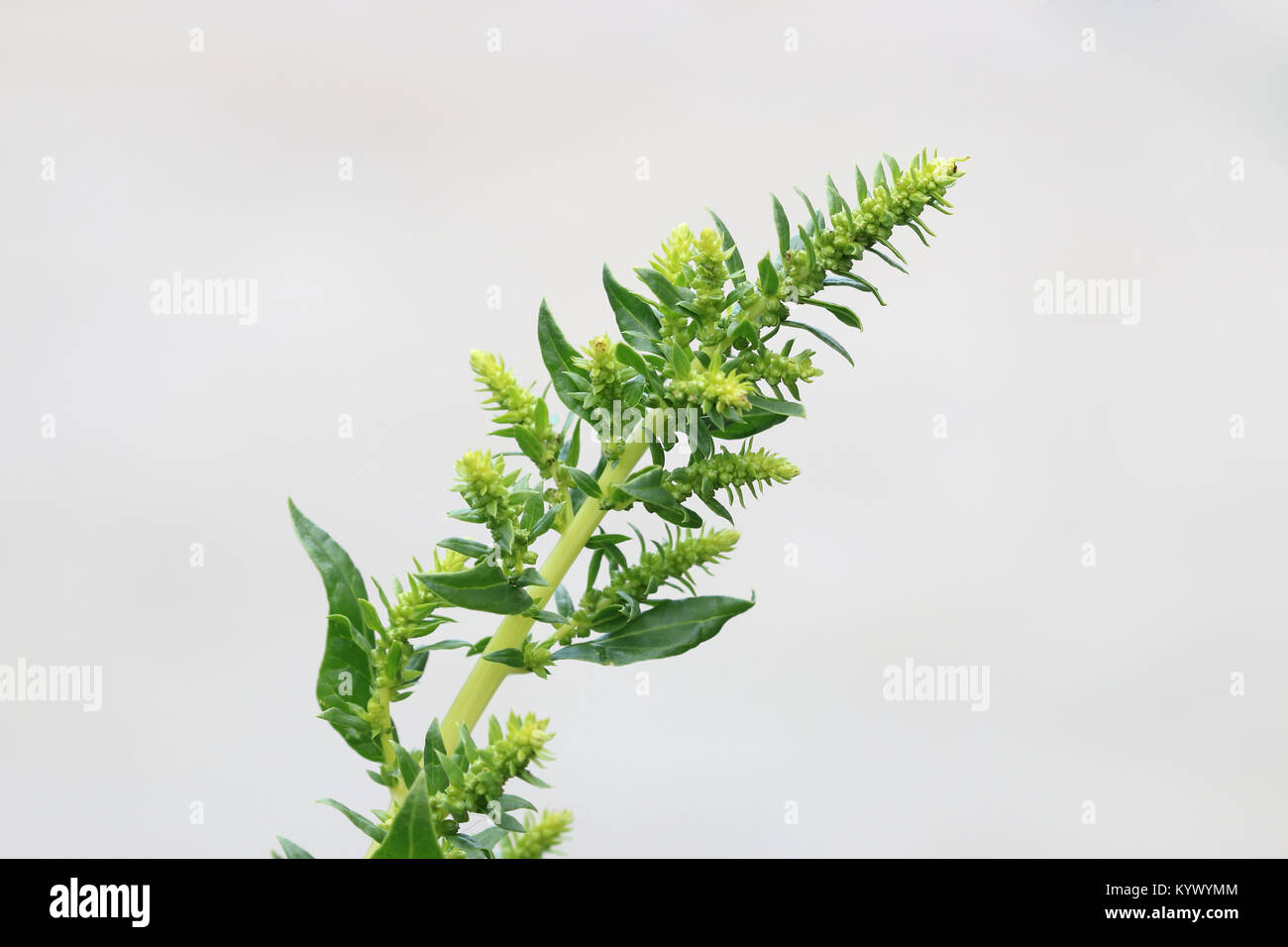 Close up of Bok Choy flowers isolated against grey background Stock ...