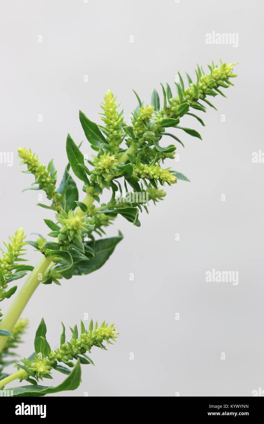Close up of Bok Choy flowers isolated against grey background Stock ...