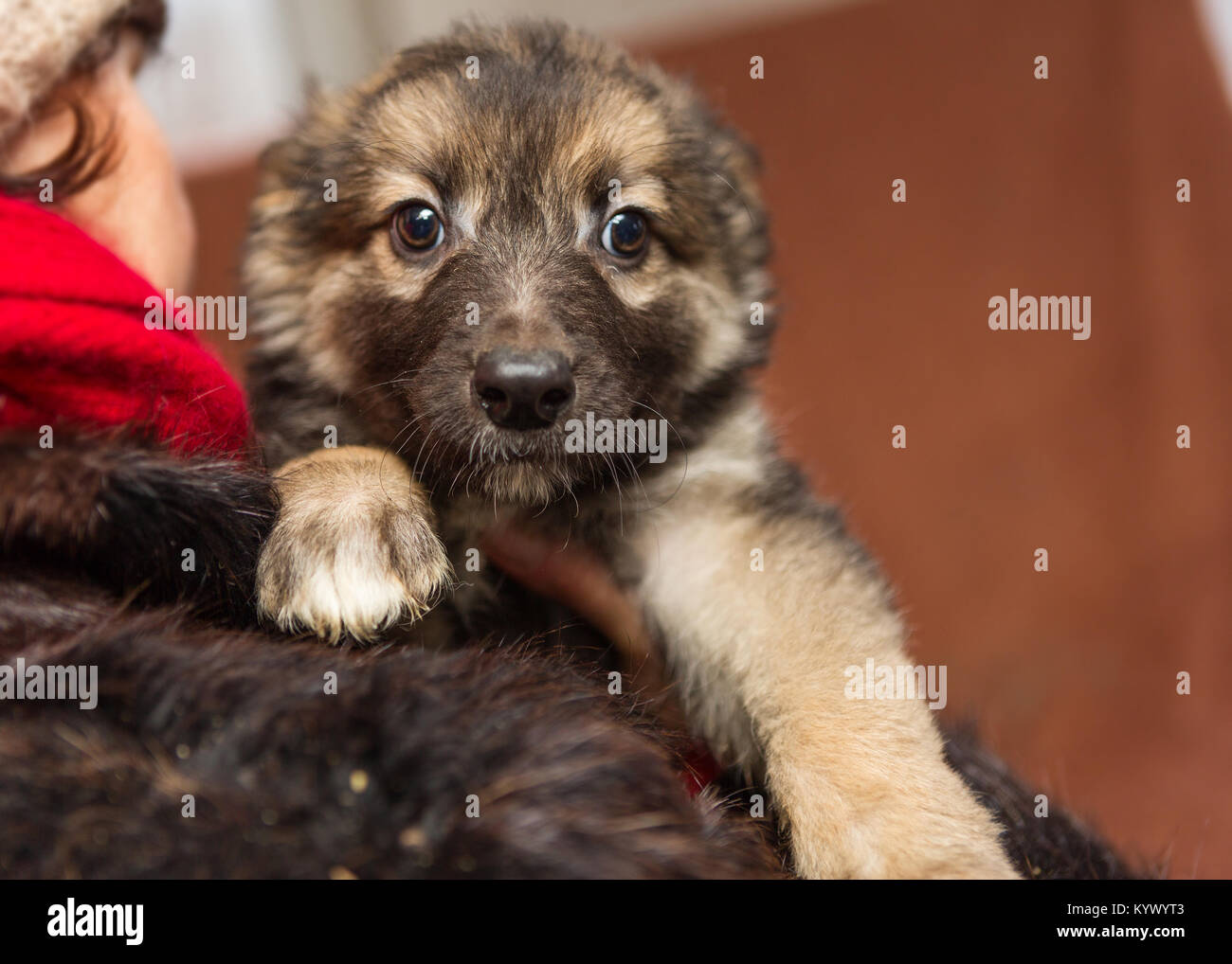 Little scared puppy from the shelter in the hands of women Stock Photo ...