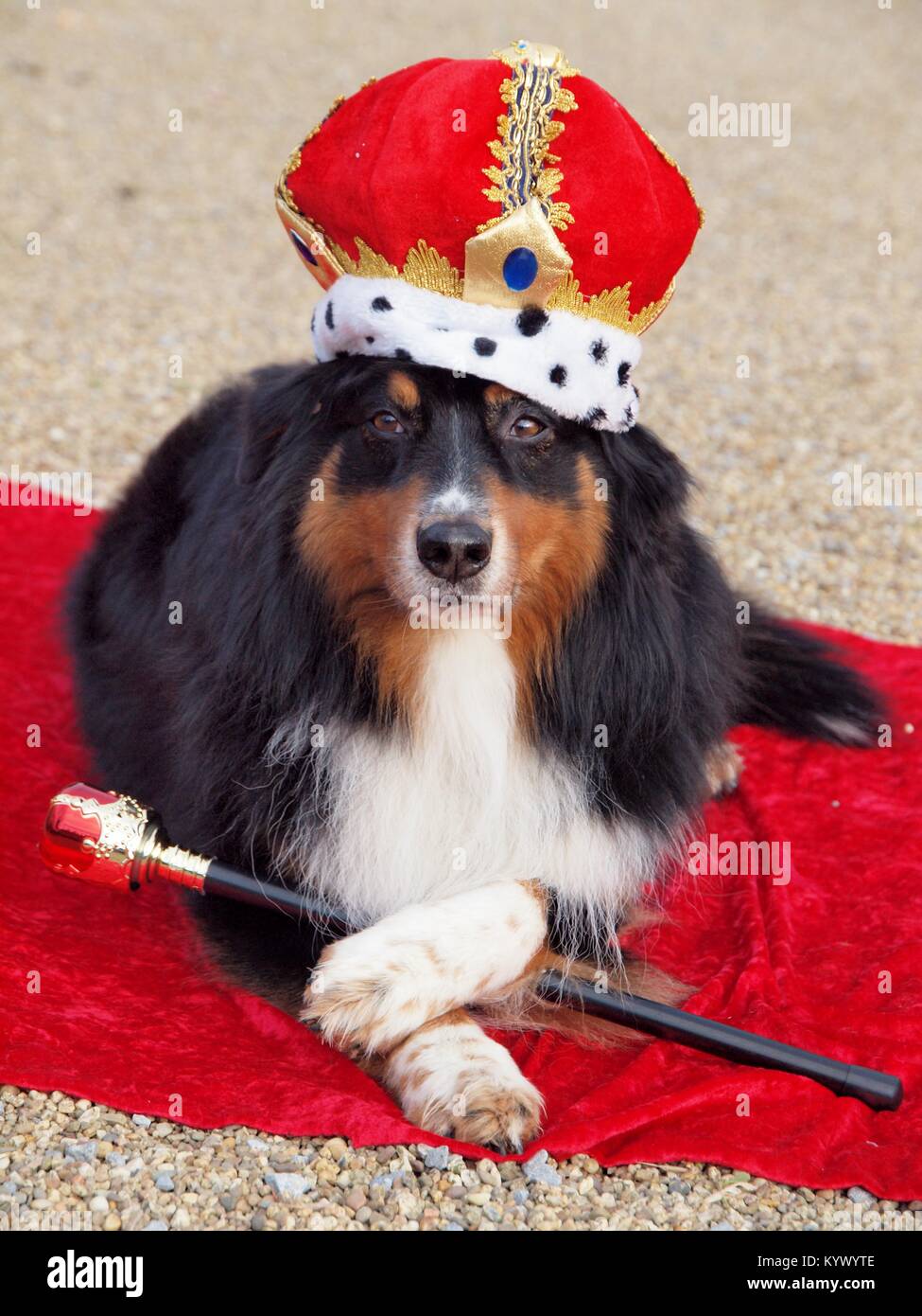 Cute Bernese Mountain Dog Dressed As A King With A Crown Hat And A cute-bernese-mountain-dog-dressed-as-a-king-with-a-crown-hat-and-a