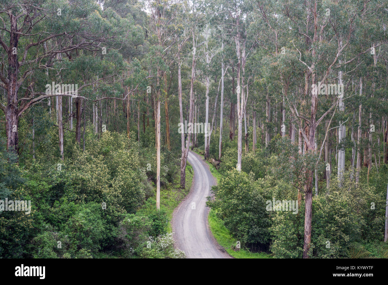 Eucalyptic forest hi-res stock photography and images - Alamy