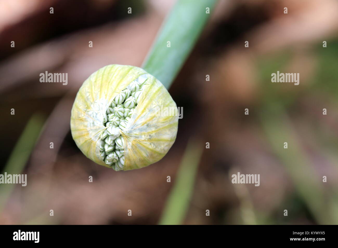 Close up of spring onion flowers breaking out of its sack Stock Photo ...