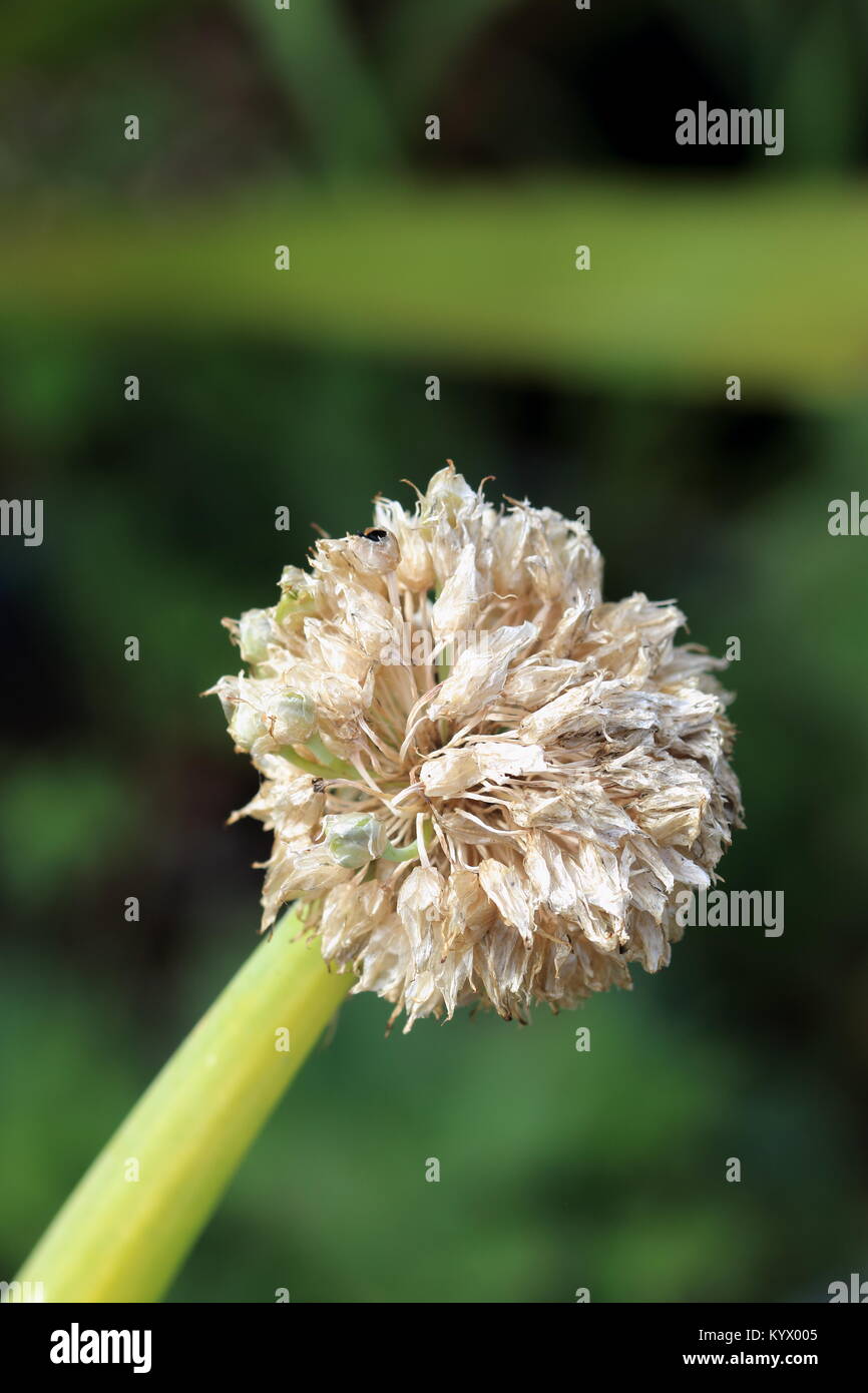 Drying spring onion flower hi-res stock photography and images - Alamy