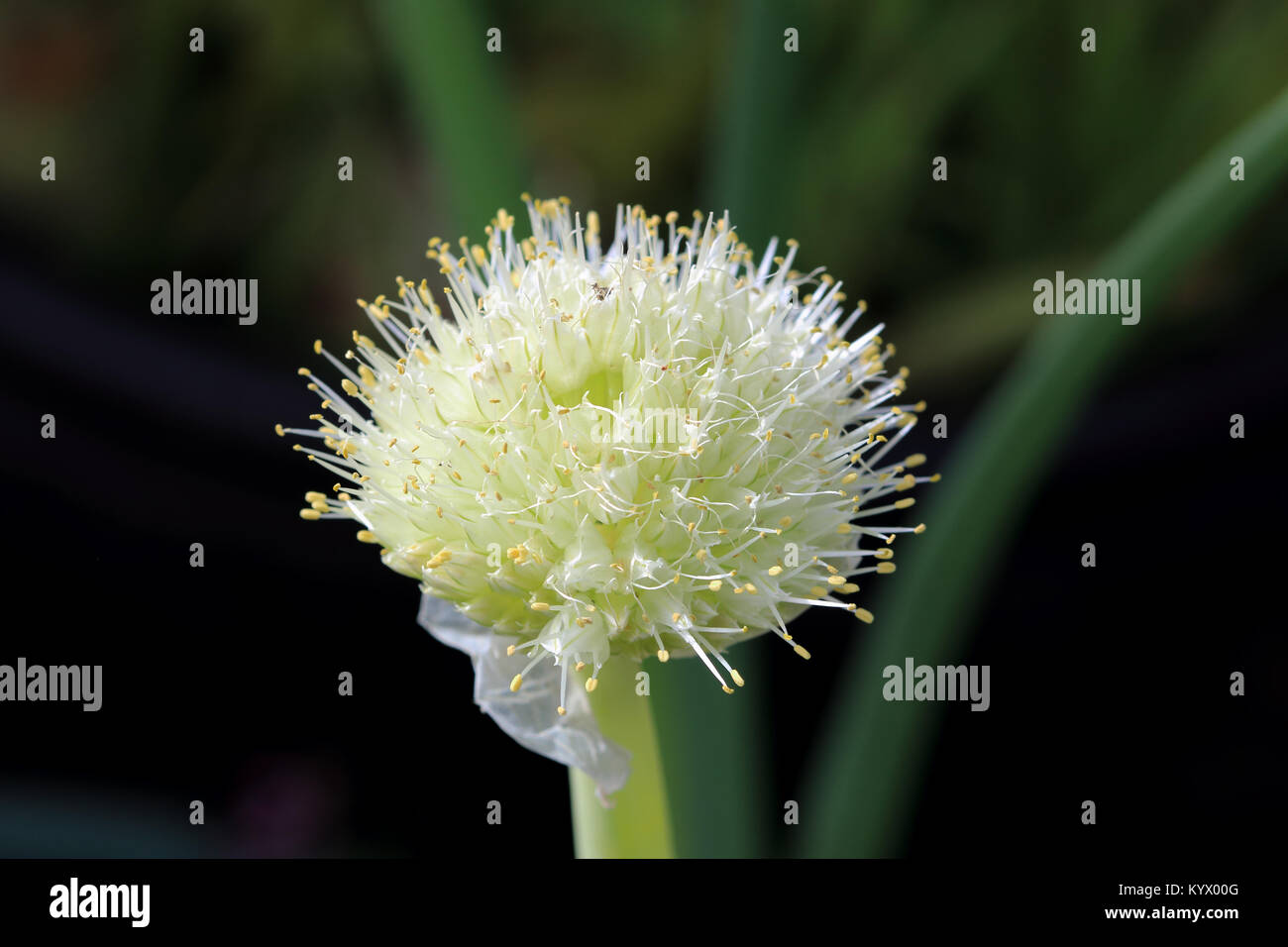 Close up of spring onion flowers Stock Photo - Alamy