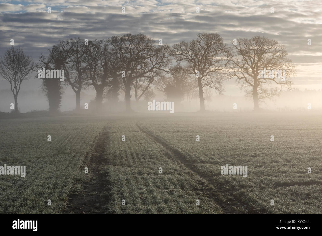 Low ground mist fog moving hi-res stock photography and images - Alamy