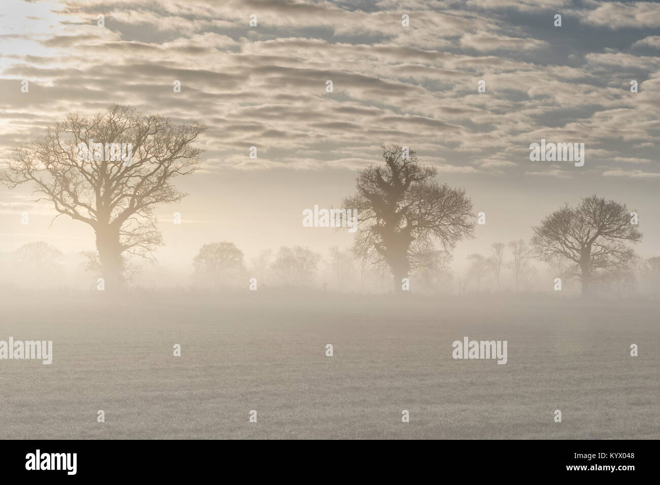 Low ground mist fog moving hi-res stock photography and images - Alamy