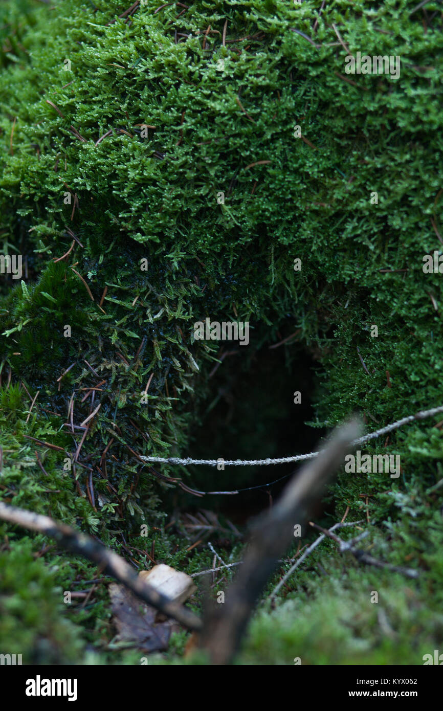 Den of the wild animal in the green moss Stock Photo - Alamy