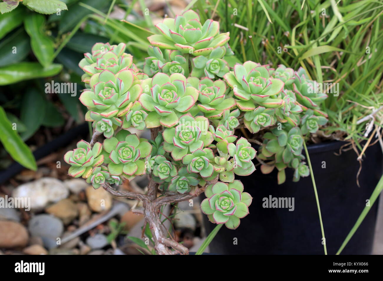 Aeonium haworthii Pinwheel Aeonium Stock Photo - Alamy