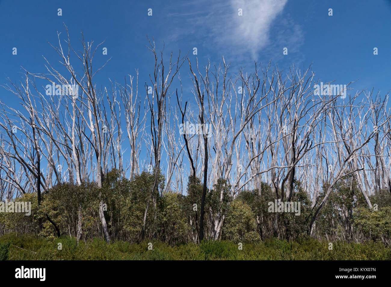 Blue sky landscape scenes of trails and dead trees with very green ...
