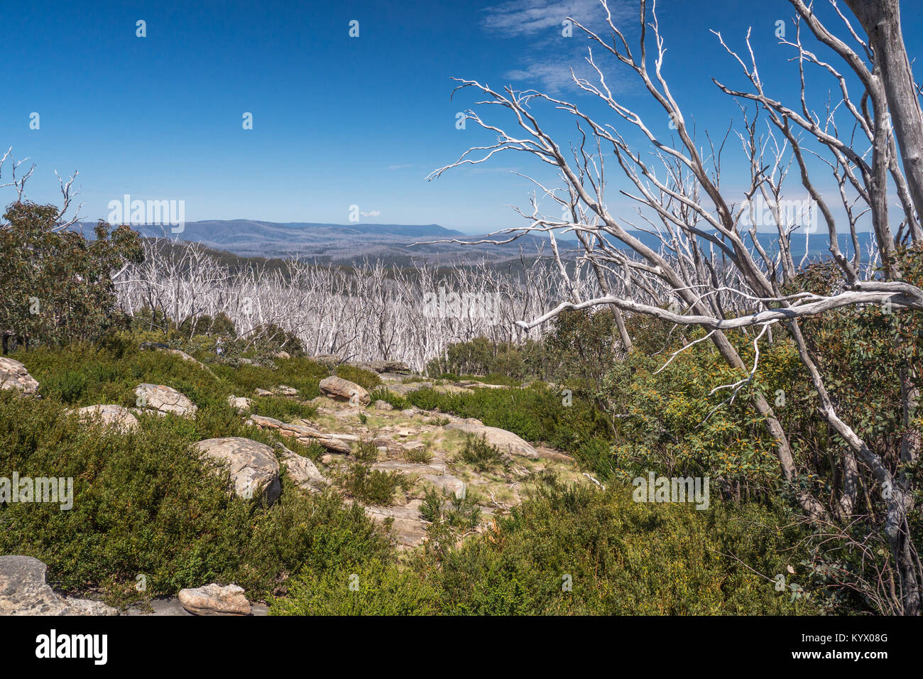 Blue sky landscape scenes of trails and dead trees with very green ...