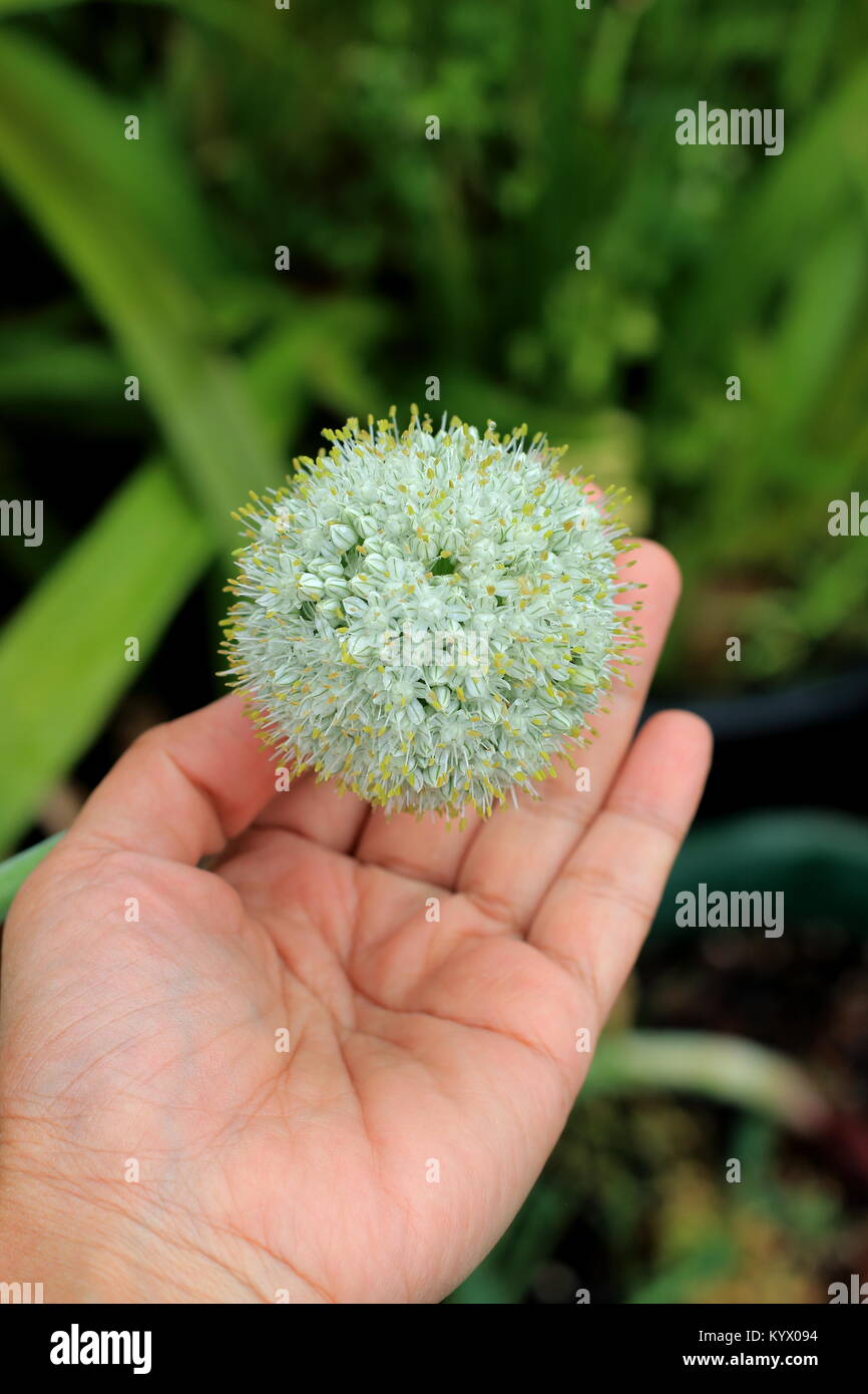 Close up of spring onion flowers Stock Photo - Alamy
