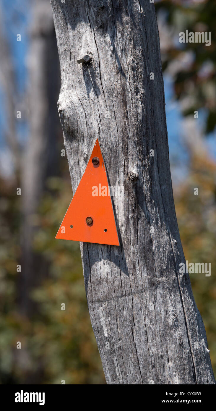 Bright orange triangular trail marker pointing up nailed to dead tree ...