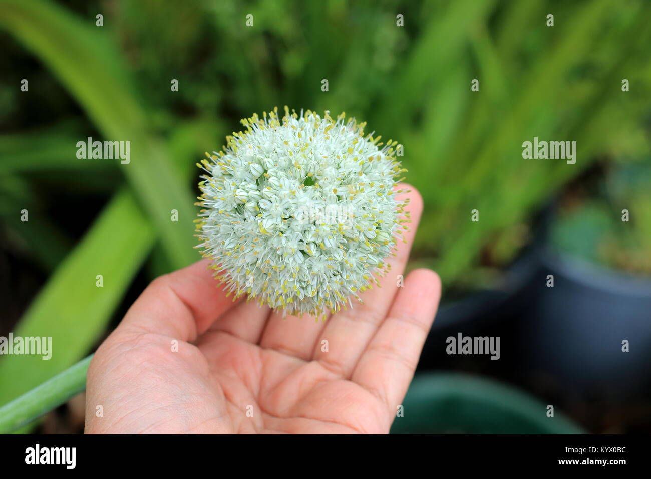 Close up of spring onion flowers Stock Photo - Alamy