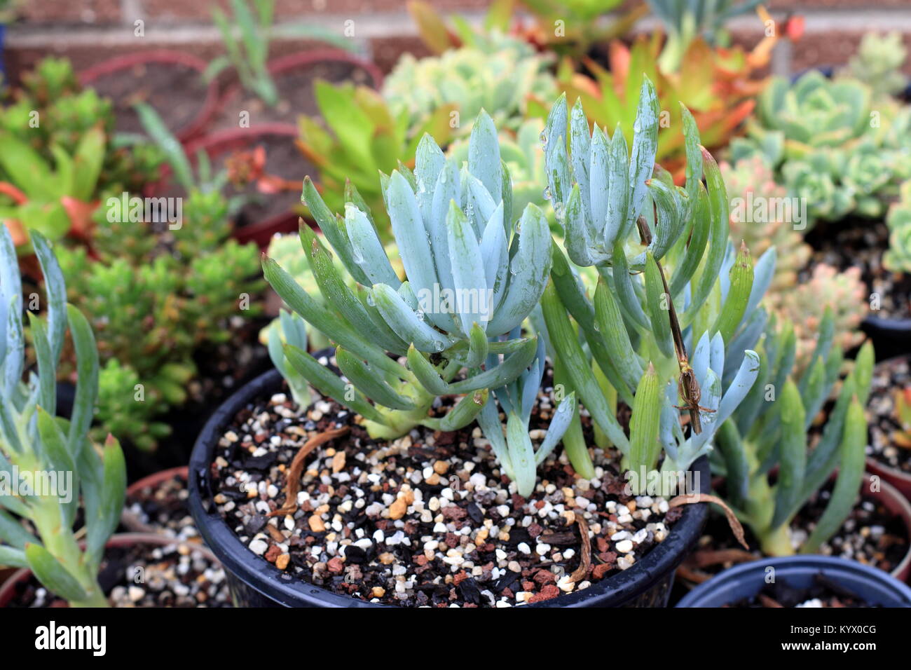 Blue Chalk Sticks Succulent or known as Senecio Mandraliscae, Blue ...