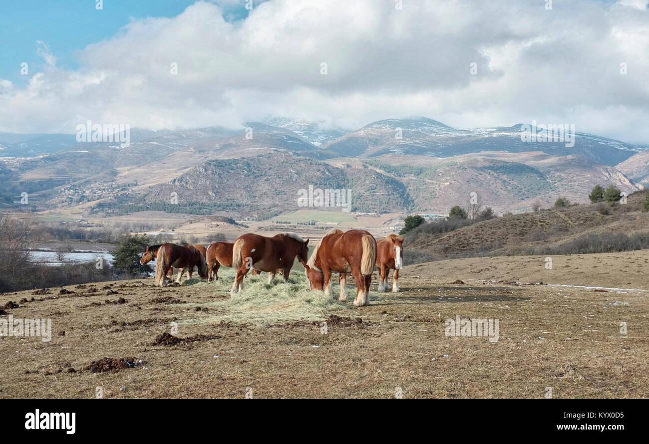 countryside landscape around bellver, La Cerdanya, Pyrenees, Catalonia ...