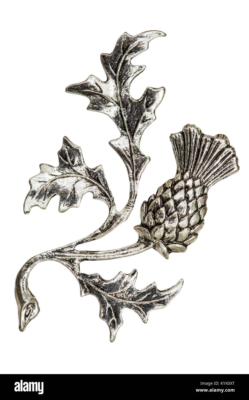 Curled thistle Cut Out Stock Images & Pictures - Alamy