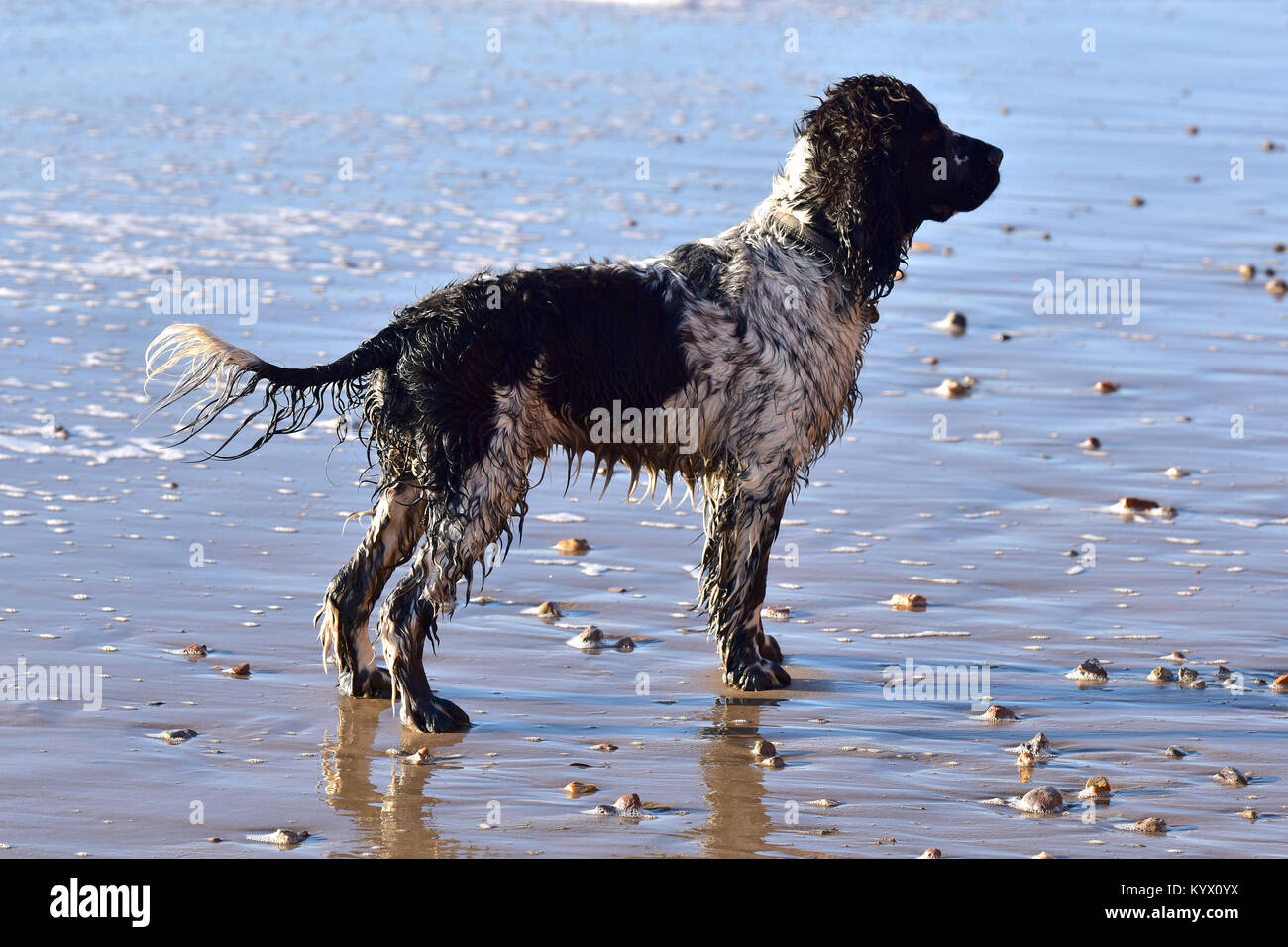 Springer Spaniel And Owner High Resolution Stock Photography and Images ...