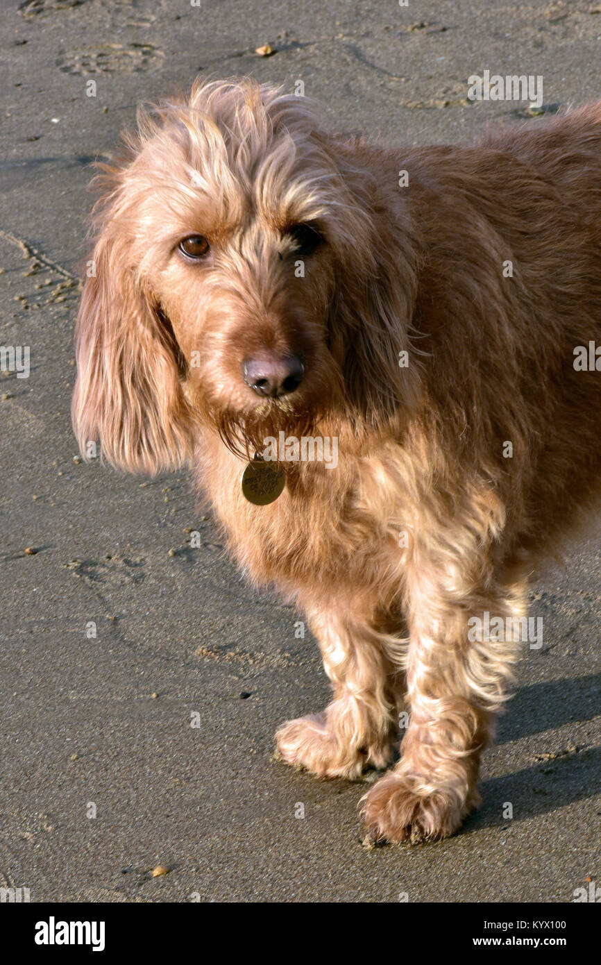 A cocker spaniel dog on the beach looking at the camera. Cute and ...