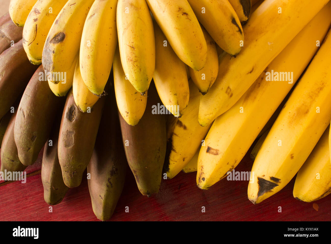 cluster of cavendish, red and mini pisang bananas on a wood table Stock ...