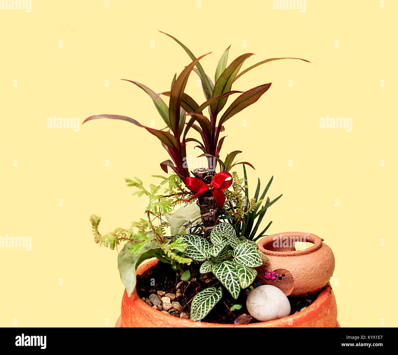 Flowers in pots, beautiful sunlight Stock Photo - Alamy