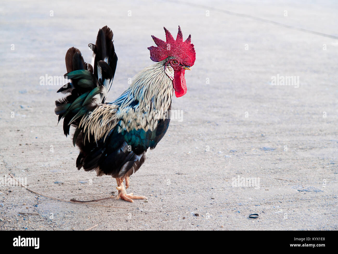 Bantam, kept in the backyard Stock Photo - Alamy