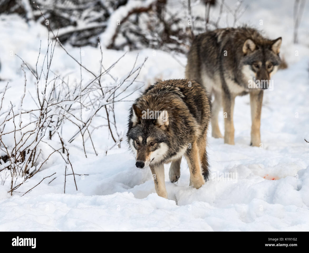 Gray wolf sniffing ground hi-res stock photography and images - Alamy