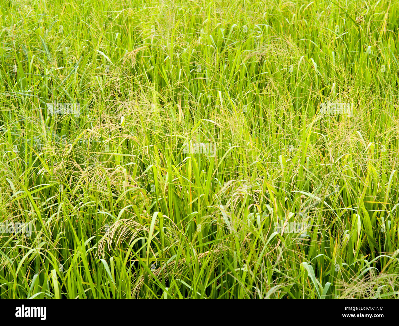 Rice plant in paddy field in Thailand Stock Photo - Alamy