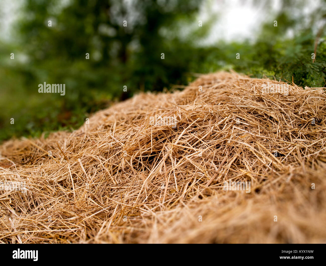 a pile of dry grass, lay on the floor Stock Photo - Alamy