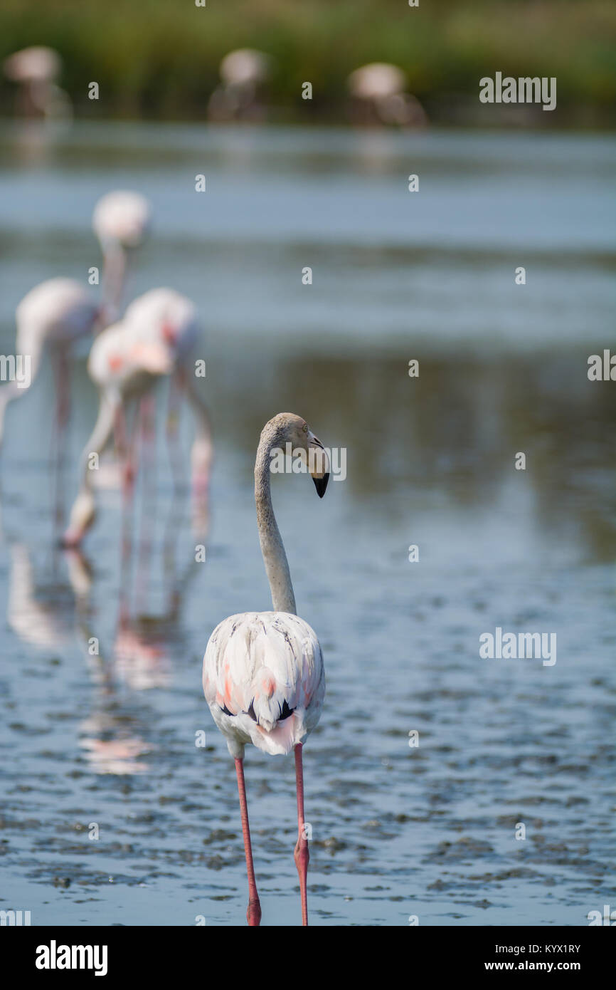 Group of big pink flamingo birds in lake water in national park ...