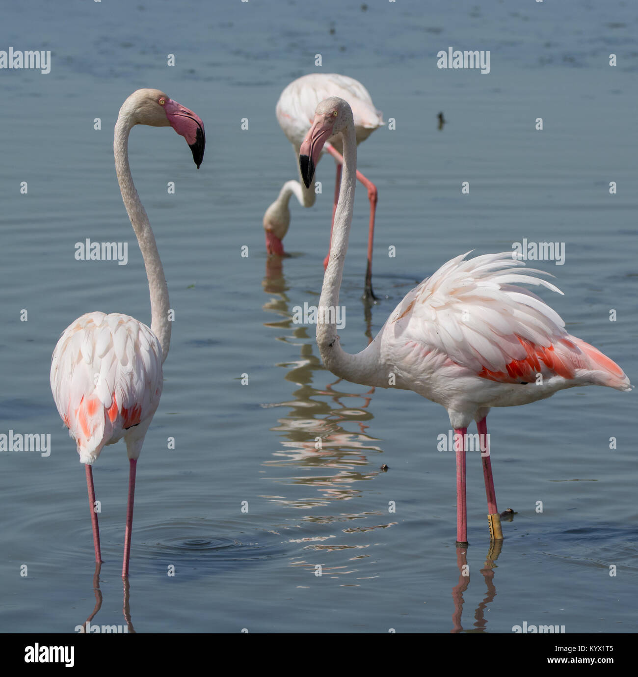 Group of big pink flamingo birds in lake water in national park ...