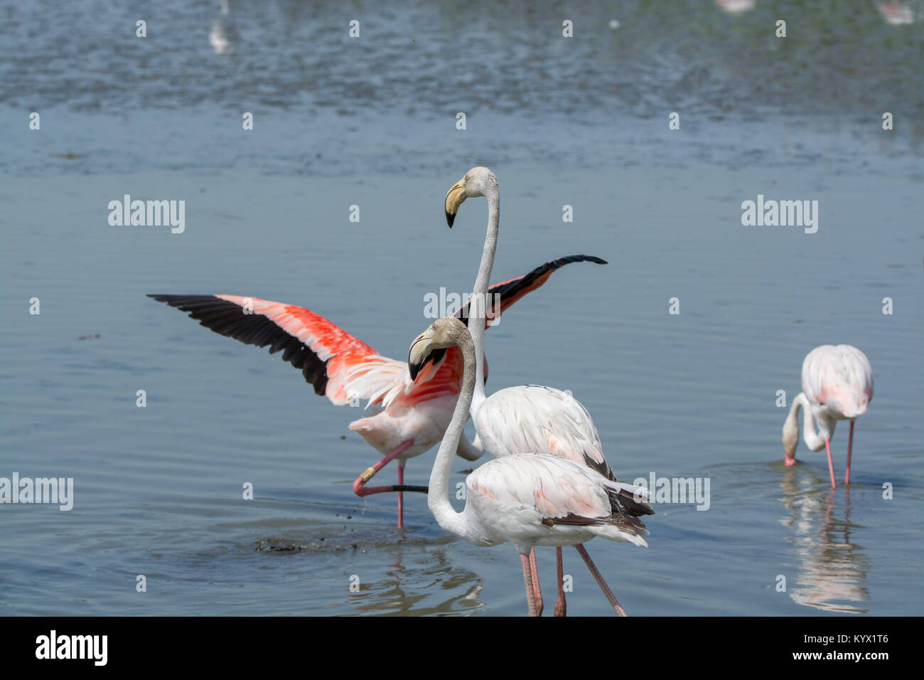 Group of big pink flamingo birds in lake water in national park ...